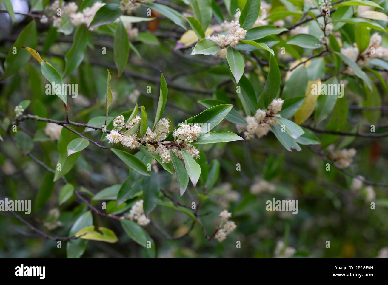 white blossom of Prunus laurocerasus Laurocerasus caroliniana Mill. M ...