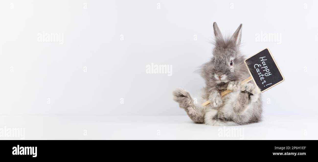 Gray bunny rabbit holding board with congratulations on Easter holiday ...