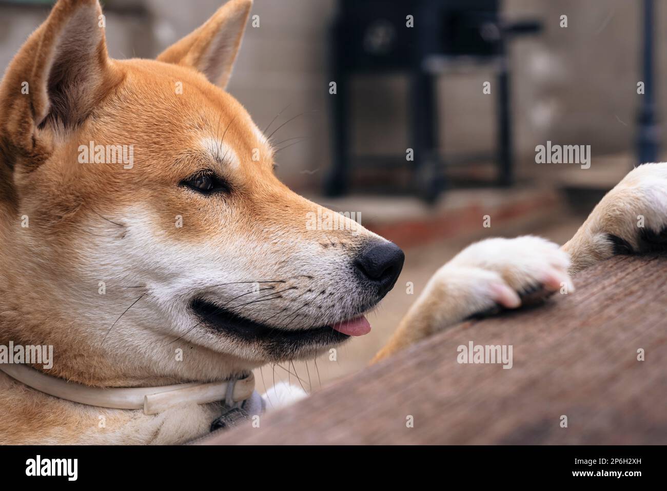 shiba inu breed dog puppy leaning with its front legs on a wooden table ...