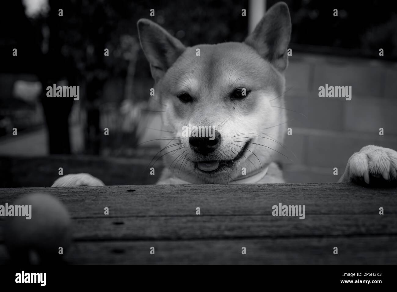 shiba inu breed dog puppy leaning with its front legs on a wooden table ...