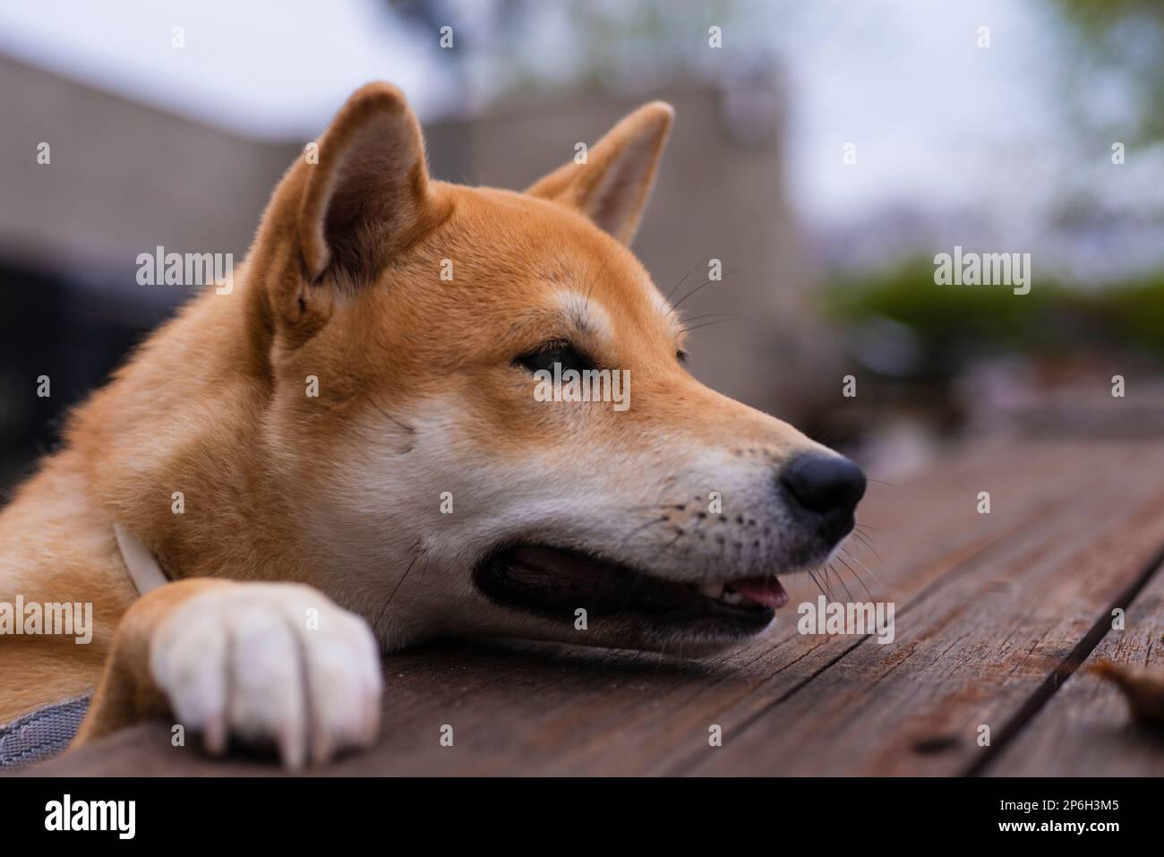 shiba inu breed dog puppy leaning with its front legs on a wooden table ...