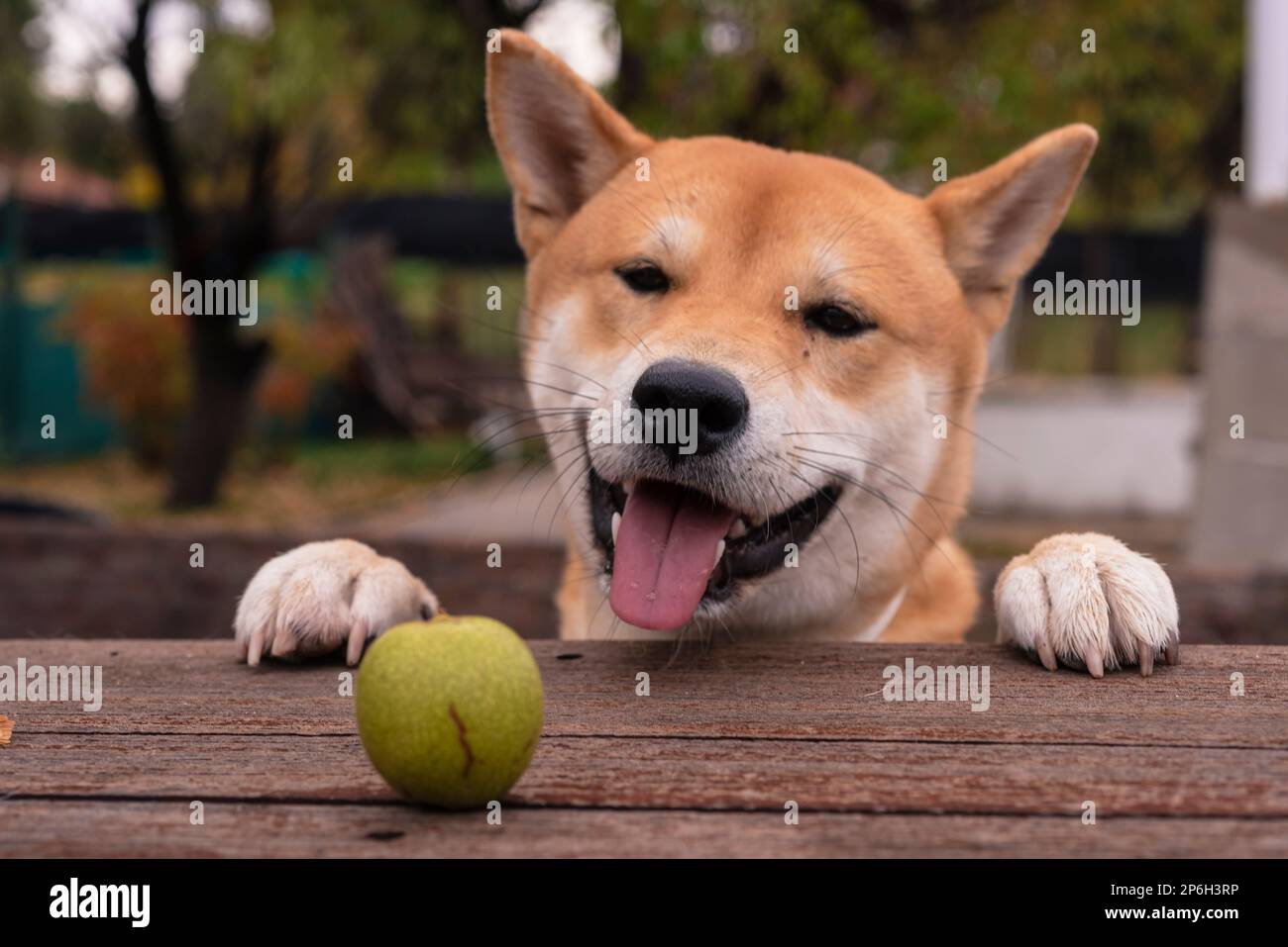 shiba inu breed dog puppy resting with its front legs on a wooden table ...