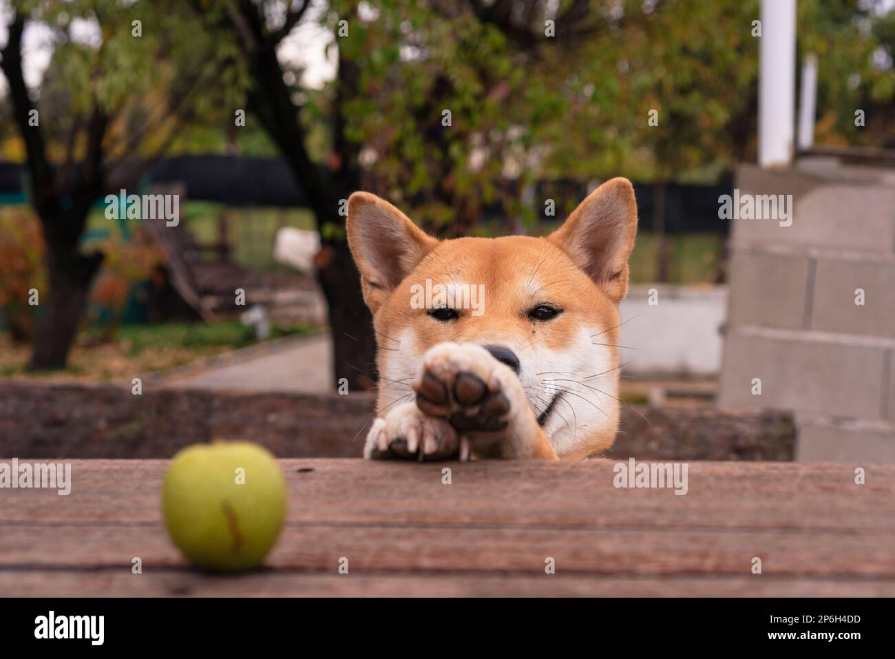 shiba inu breed dog puppy resting with its front legs on a wooden table ...