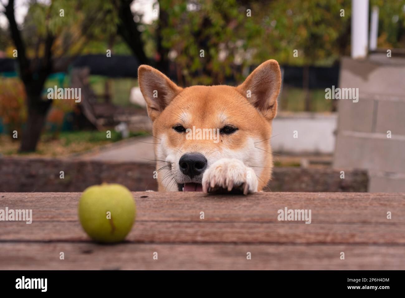 shiba inu breed dog puppy resting with its front legs on a wooden table ...