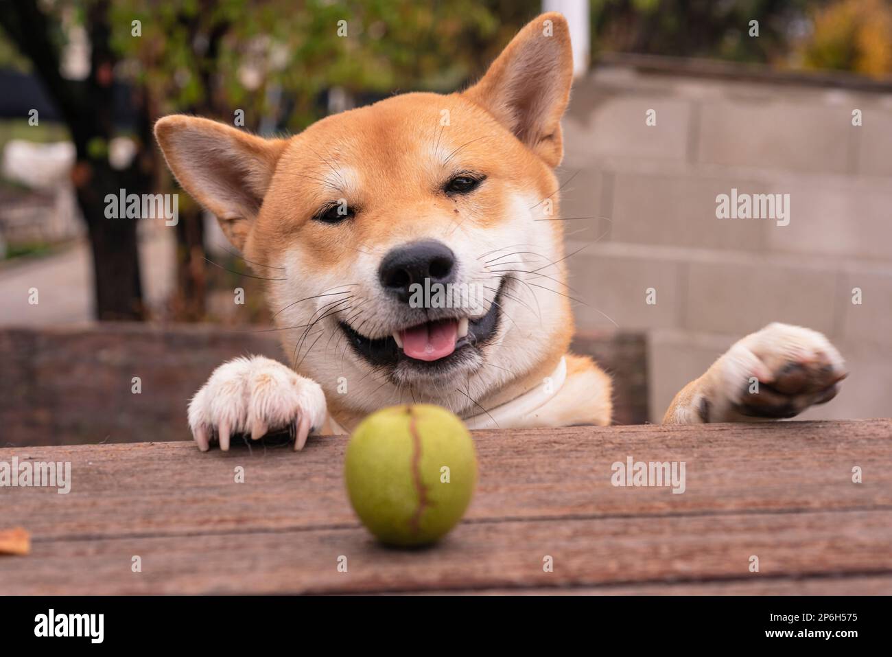 shiba inu breed dog puppy resting with its front paws on a wooden table ...