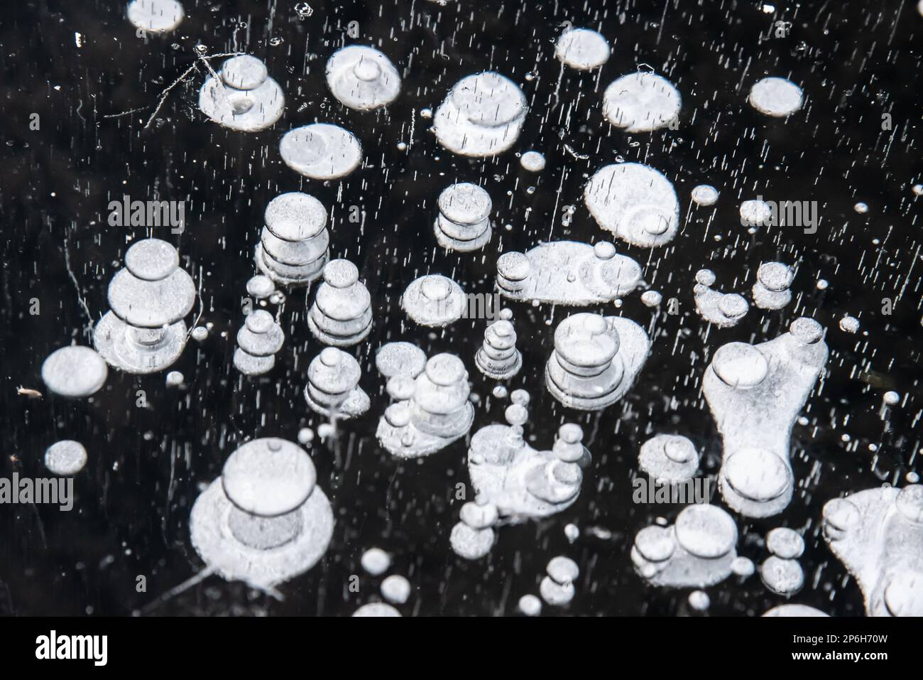 Frozen methane bubbles that have risen from the bottom of the lake just ...