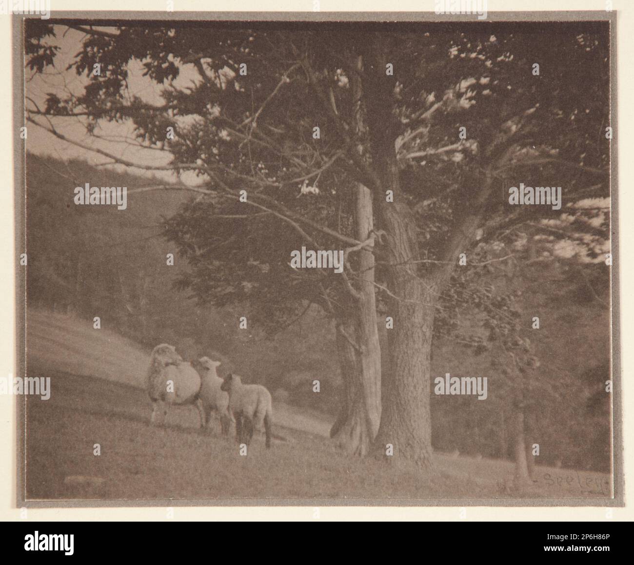 George Henry Seeley, Landscape with Sheep, c. 1917, platinum print ...