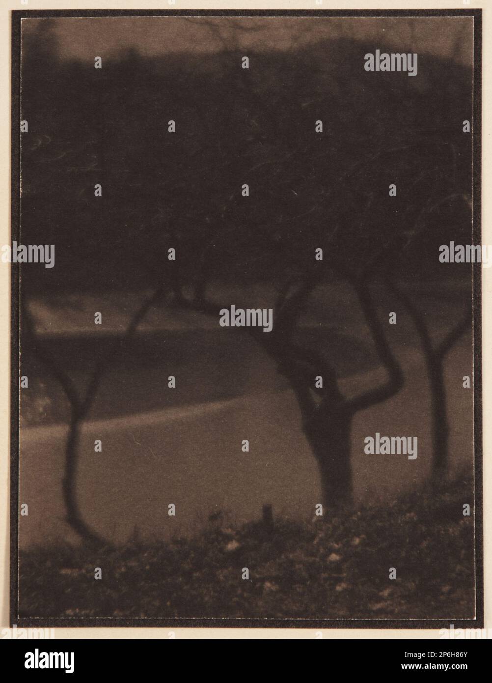 George Henry Seeley, Three Trees, c. 1917, platinum print Stock Photo ...