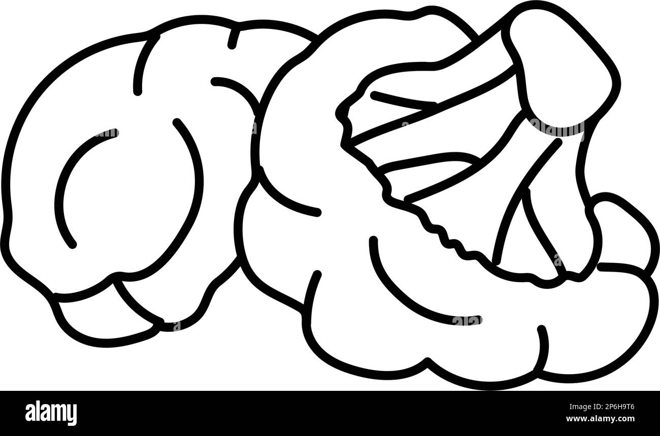 broccoli fresh line icon vector illustration Stock Vector Image & Art ...