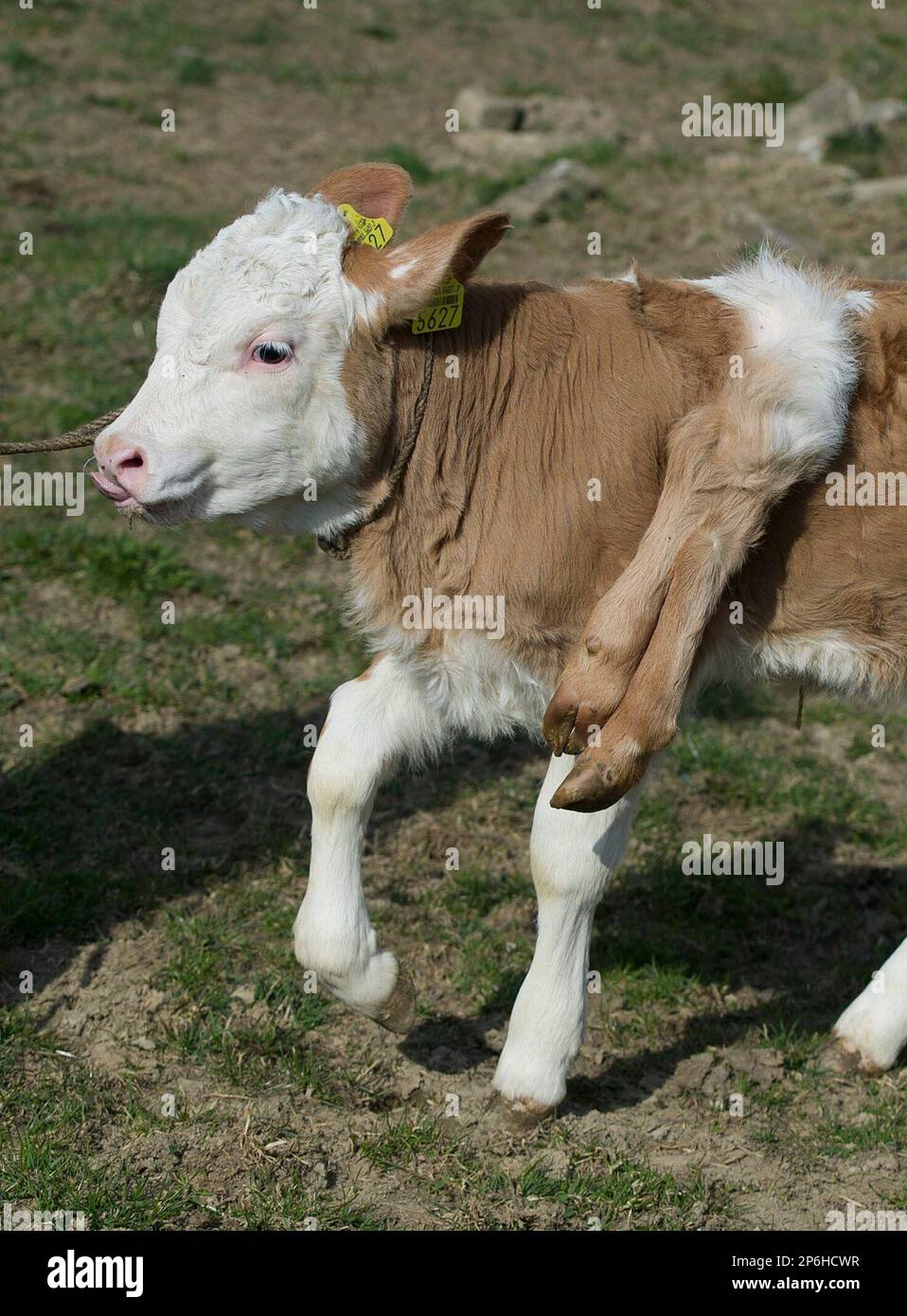 Six-legged calf "Lilli" stands on the pasture of its owner Andreas ...