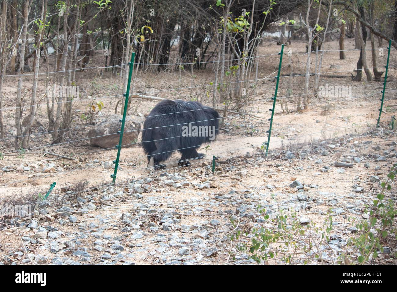 Indian bear at Bannerghatta national park Bangalore standing in the zoo ...