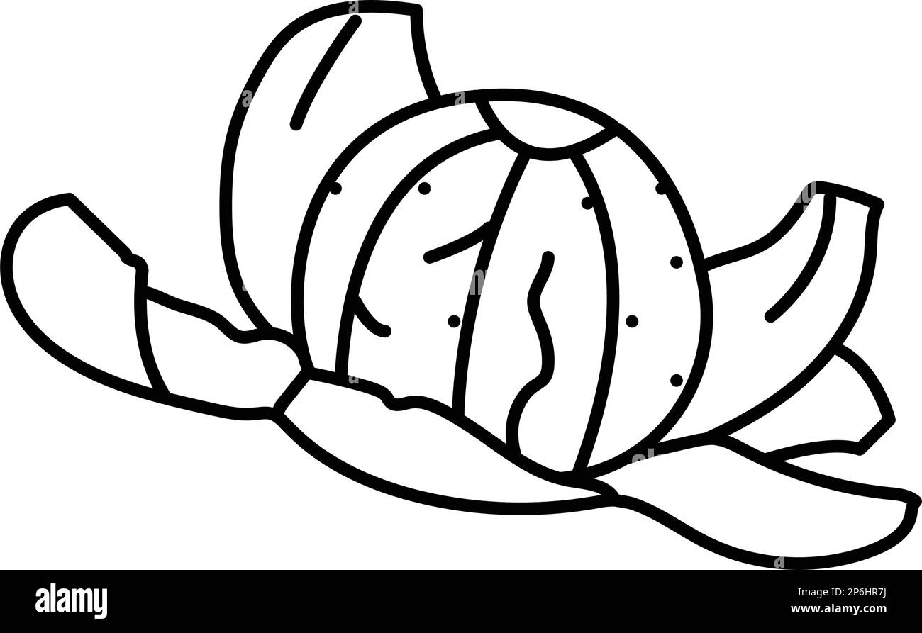 peeled clementine line icon vector illustration Stock Vector Image ...