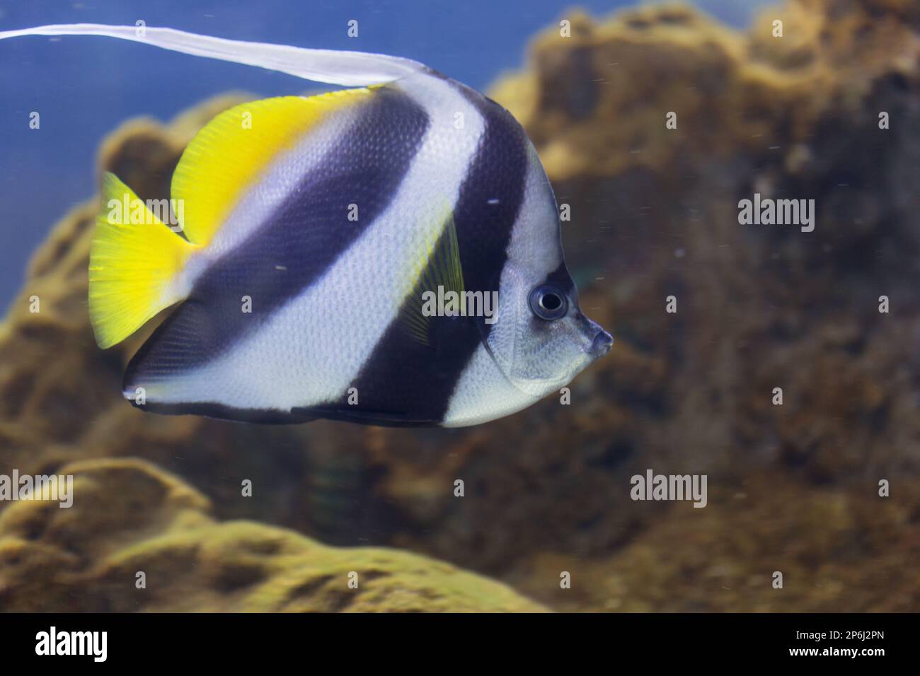 Striped tropical fish hi-res stock photography and images - Alamy