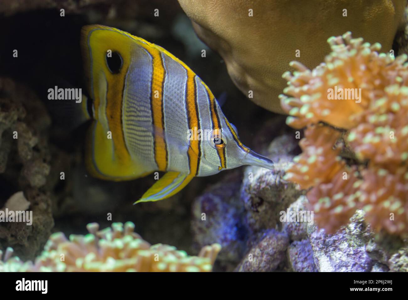 Aquarium fish with yellow fins and tail hi-res stock photography and ...