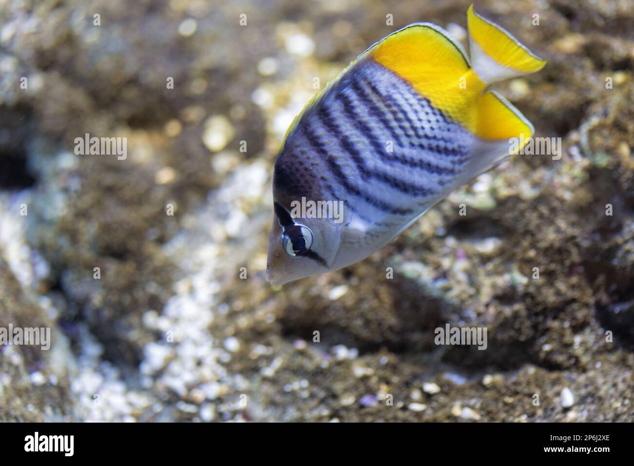 Bright yellow tropical fish hi-res stock photography and images - Alamy