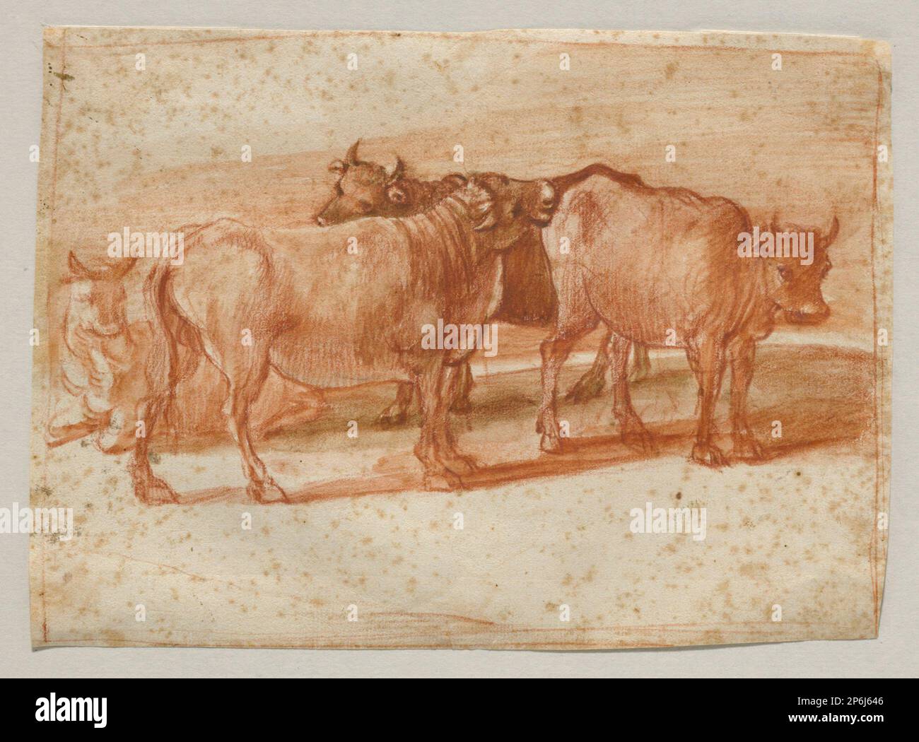 Claude Lorrain, A Study of Cattle, 1640–50, Red and black chalk, brown ...