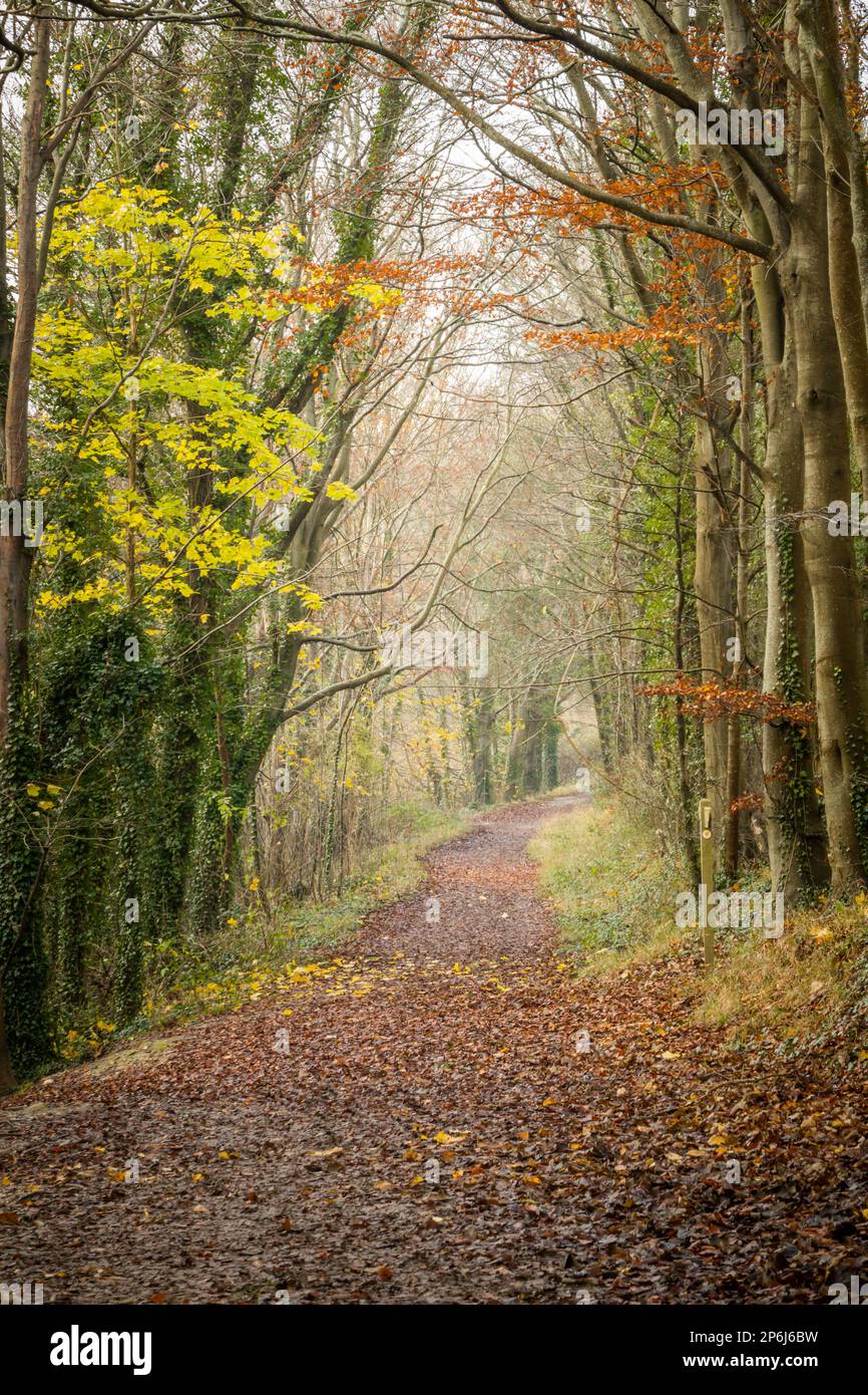 Path through forest Stock Photo - Alamy