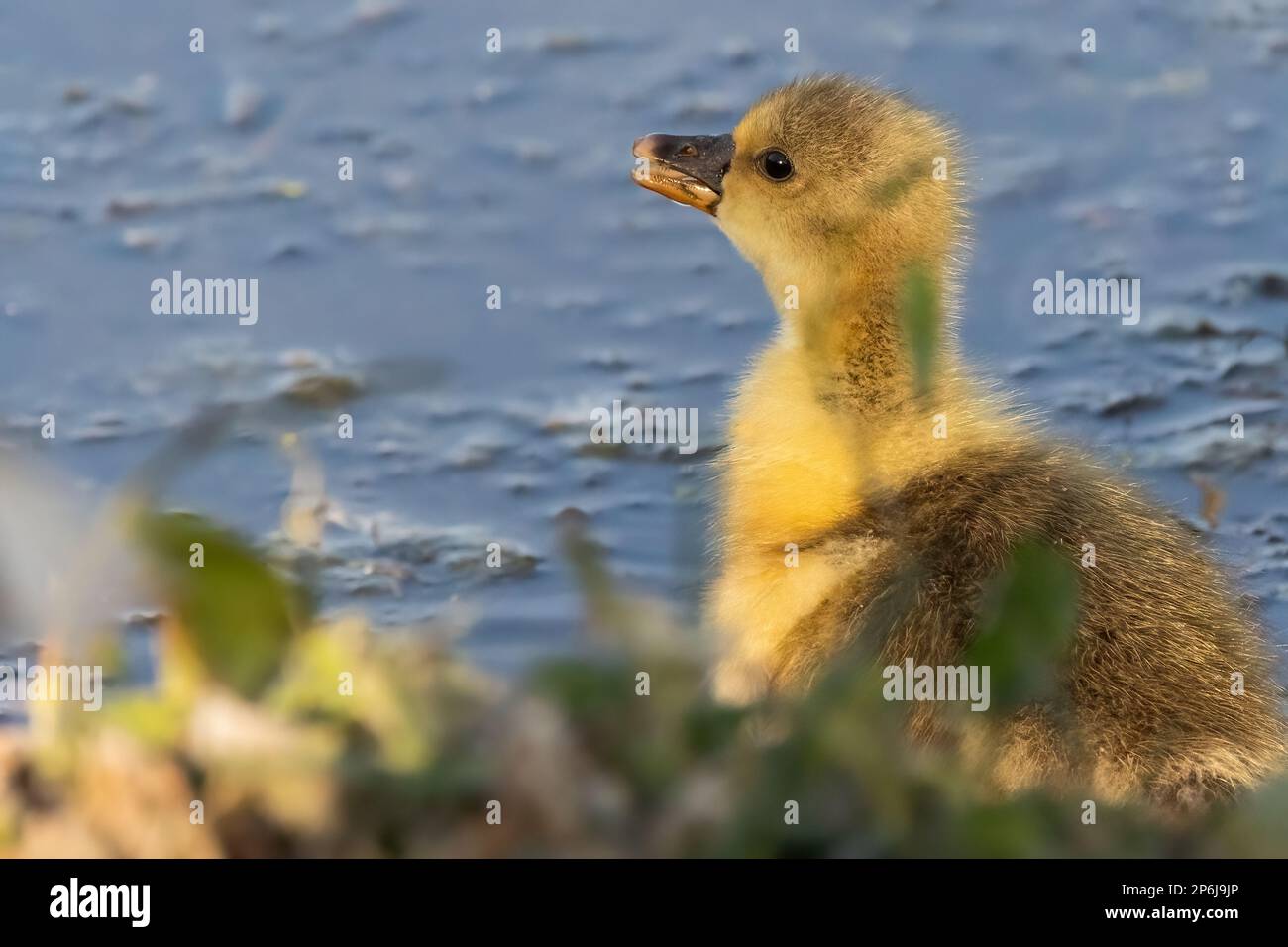 Duck with ducklings near a pond hi-res stock photography and images - Alamy