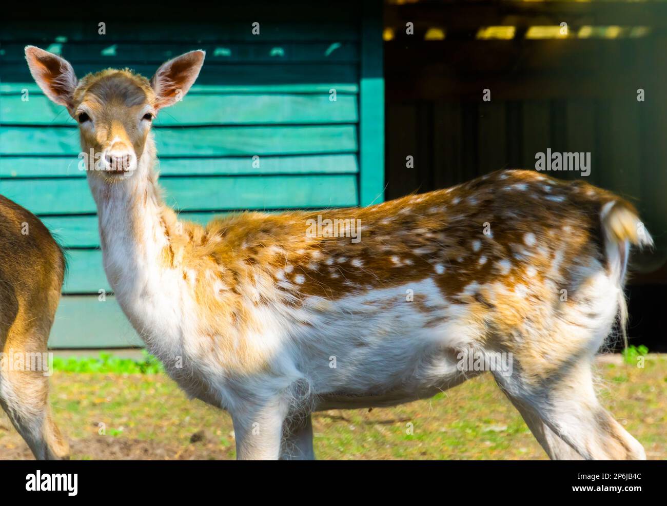 cute portrait of a european fallow deer, summer coat of a doe, popular ...