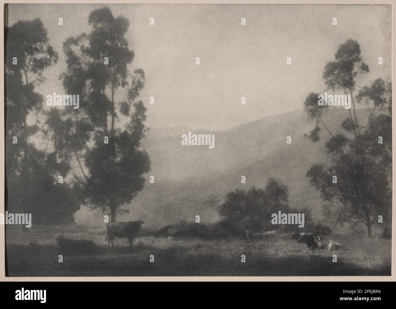 Alice Burr, Landscape with Cows, c. 1910–25, bromoil print Stock Photo ...