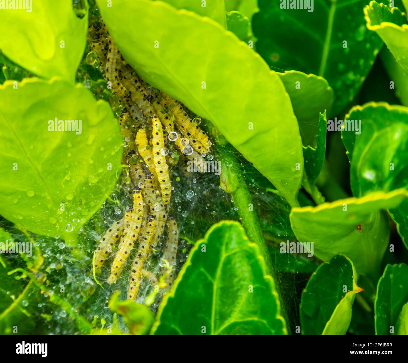 Caterpillars at boxwood hi-res stock photography and images - Alamy
