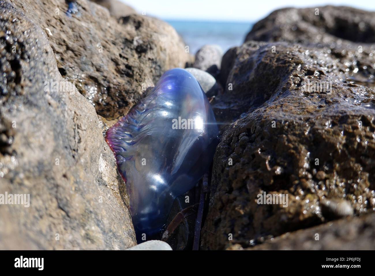 gestrandete Portugiesische Galeere (Physalia physalis), Gran Canaria ...