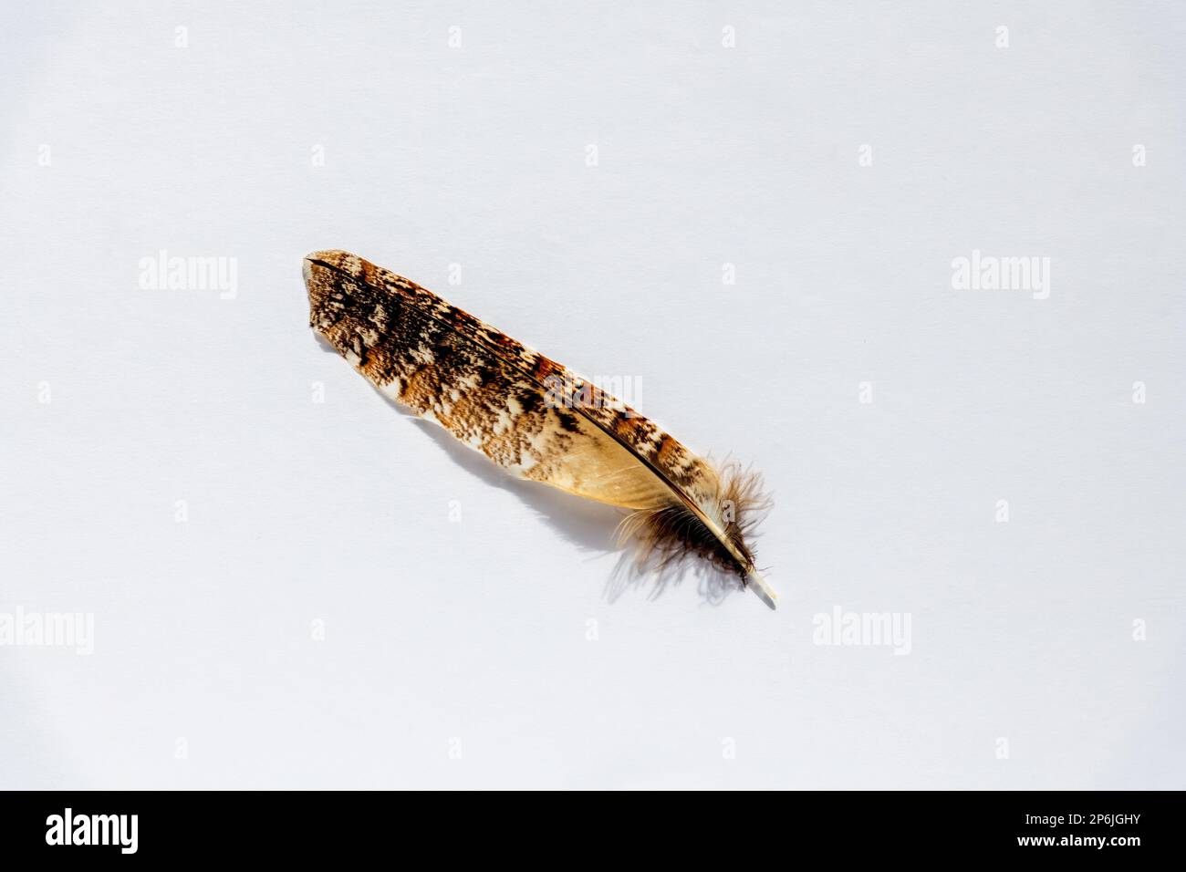 Kookaburra flying hi-res stock photography and images - Alamy