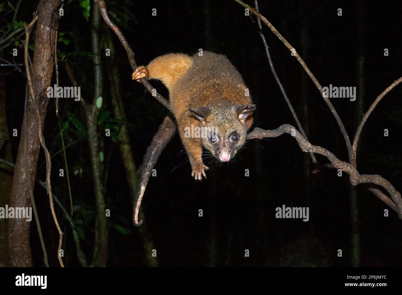 Common Brushtail Possum (Trichosurus vulpecula) perched on a limb at ...