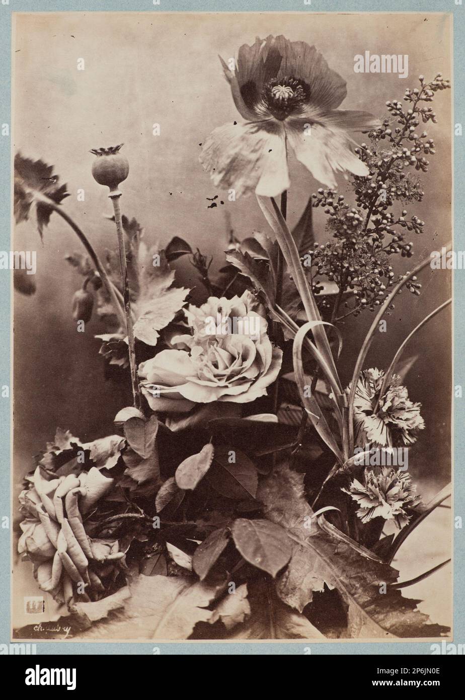 Charles Aubry, Roses, Poppies, and Carnations, 1860s, Albumen print ...