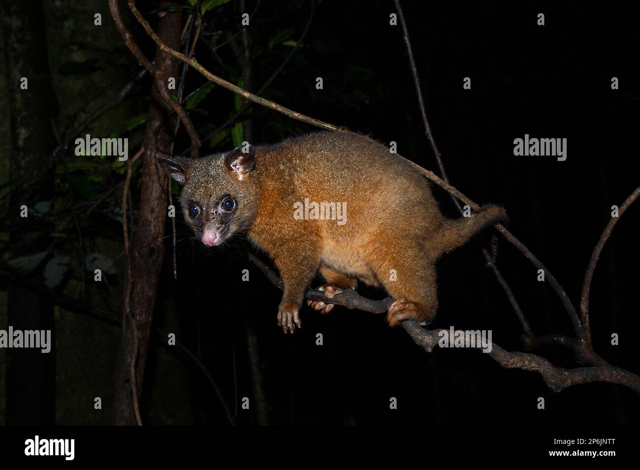 Common Brushtail Possum (Trichosurus vulpecula) perched on a limb at ...