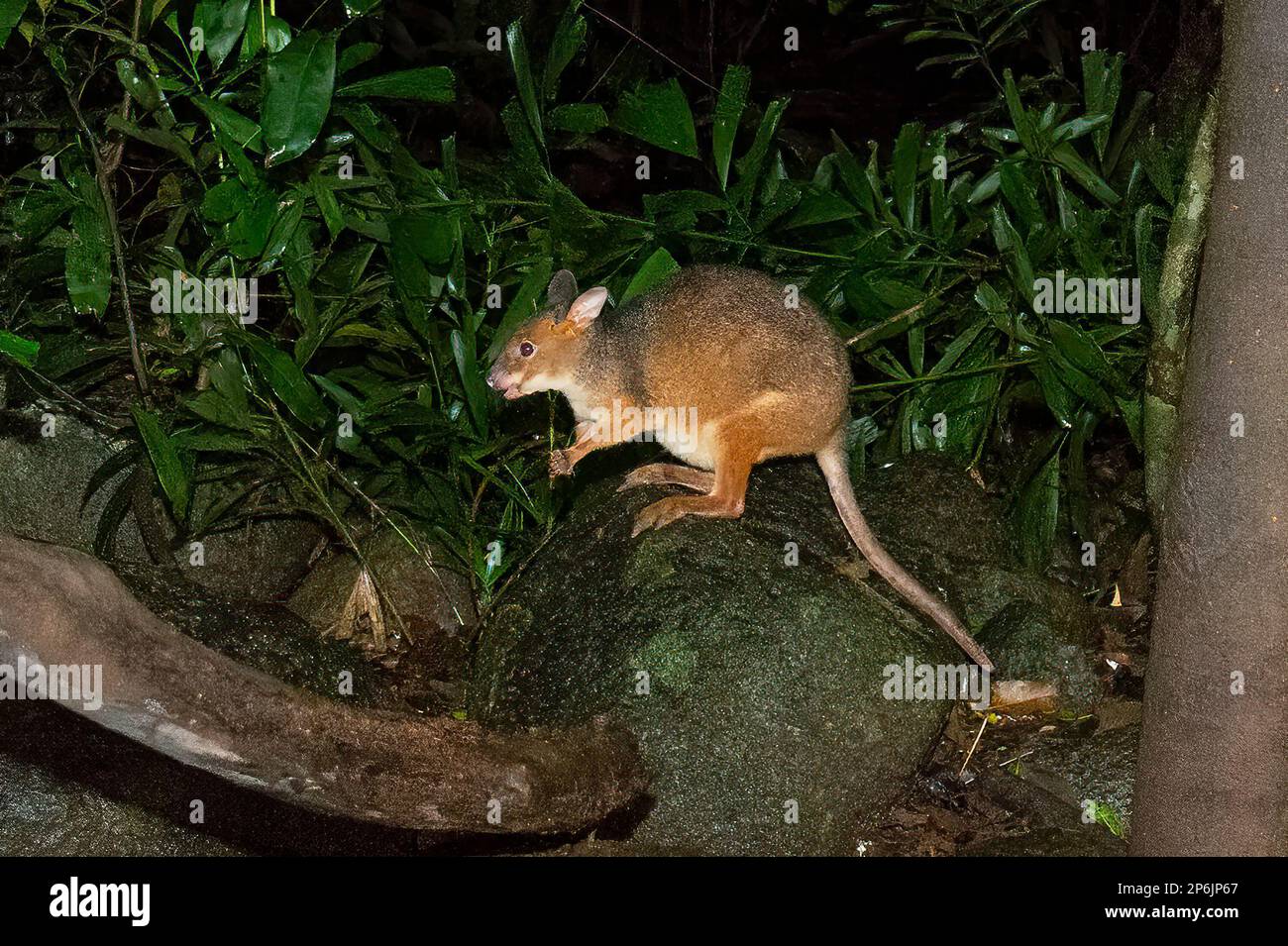 Red-legged Pademelon (Thylogale stigmatica) in the rainforest at night ...