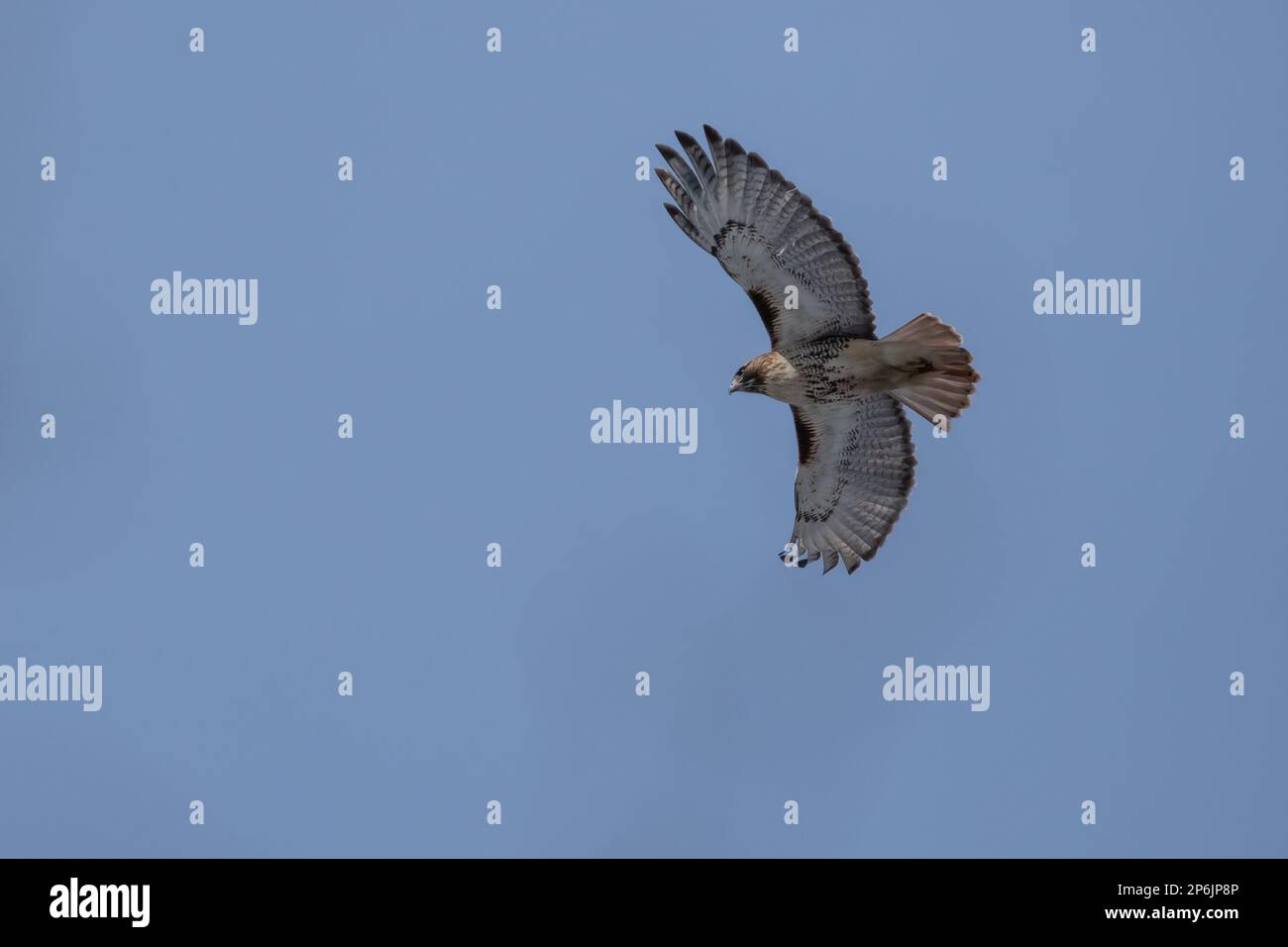 Red Tailed Hawk in flight Stock Photo - Alamy