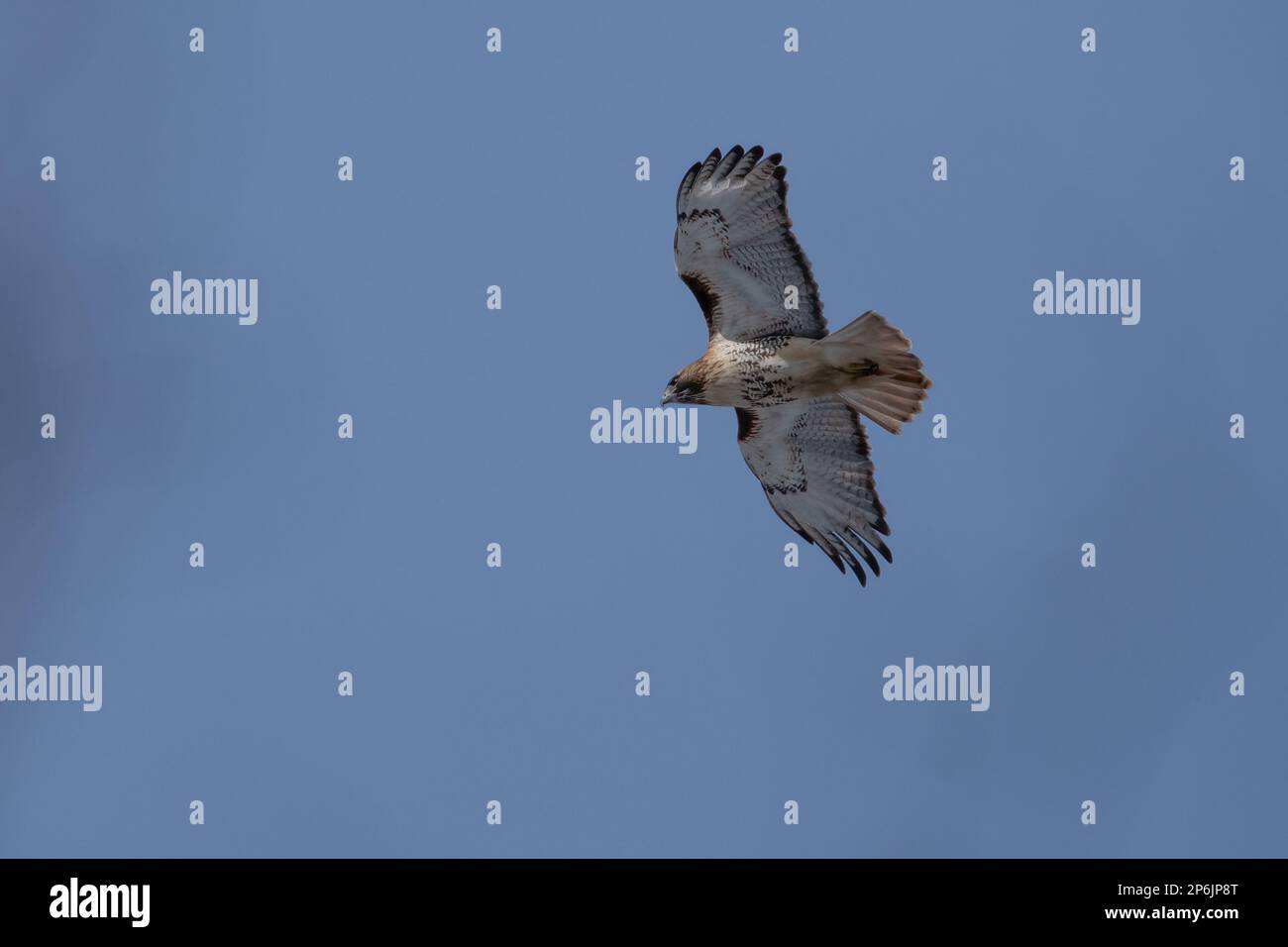Red Tailed Hawk in flight Stock Photo - Alamy