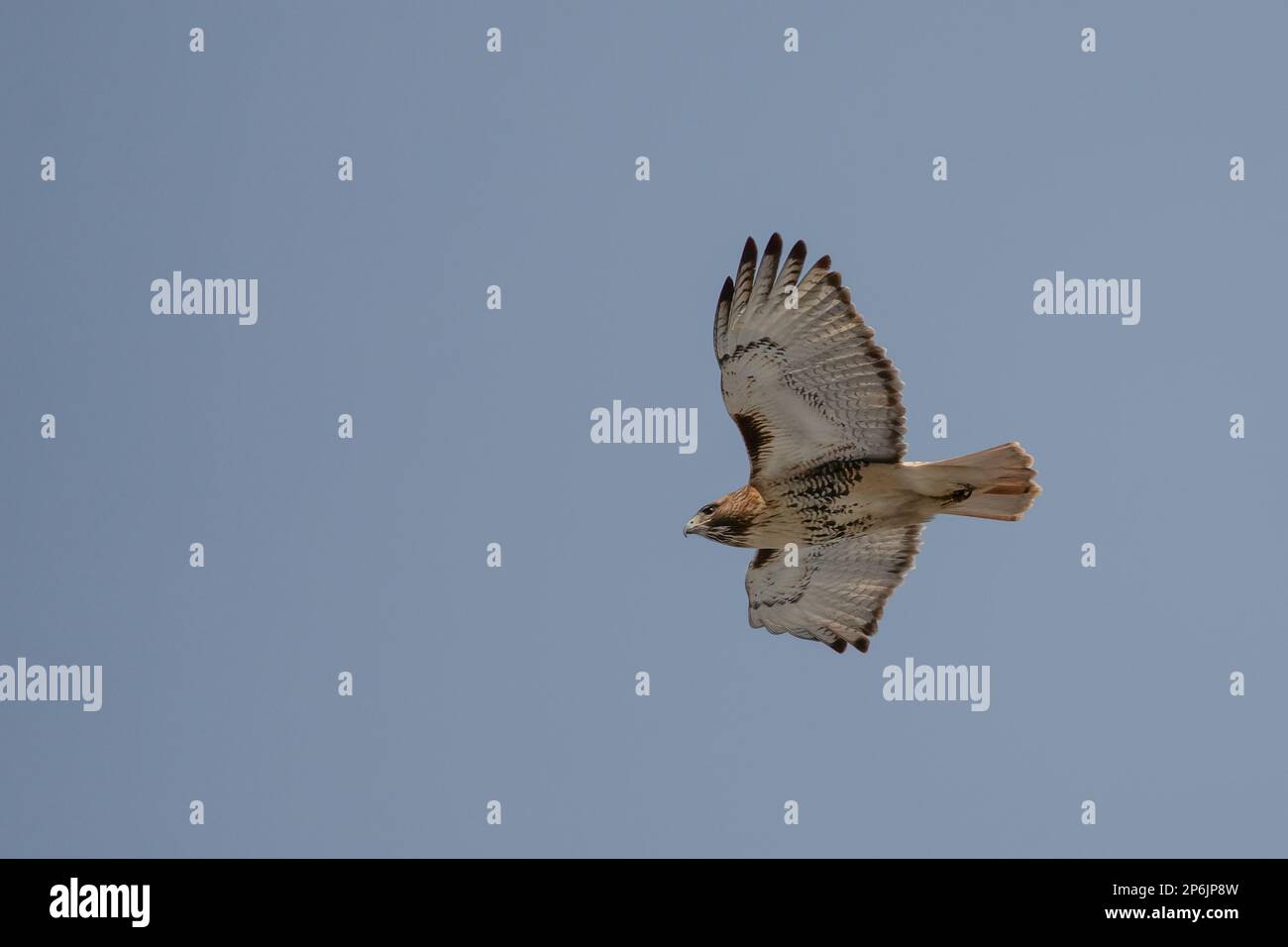 Red Tailed Hawk in flight Stock Photo - Alamy