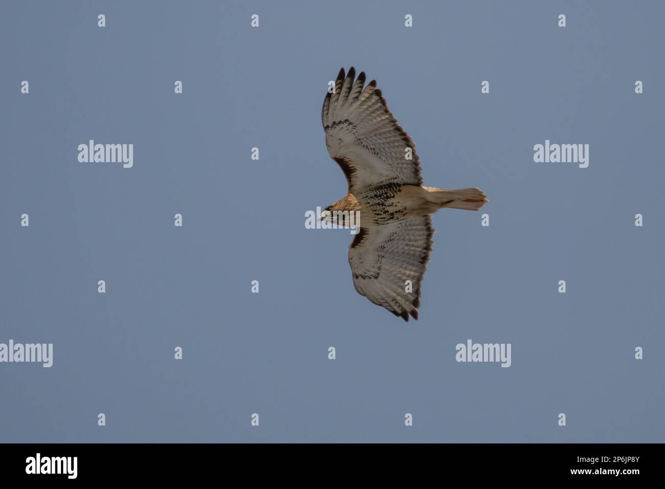 Red Tailed Hawk in flight Stock Photo - Alamy