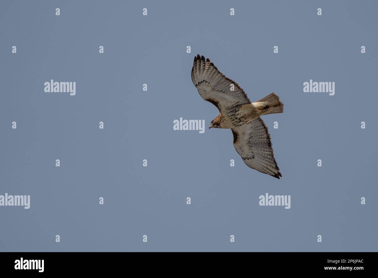 Red Tailed Hawk in flight Stock Photo - Alamy