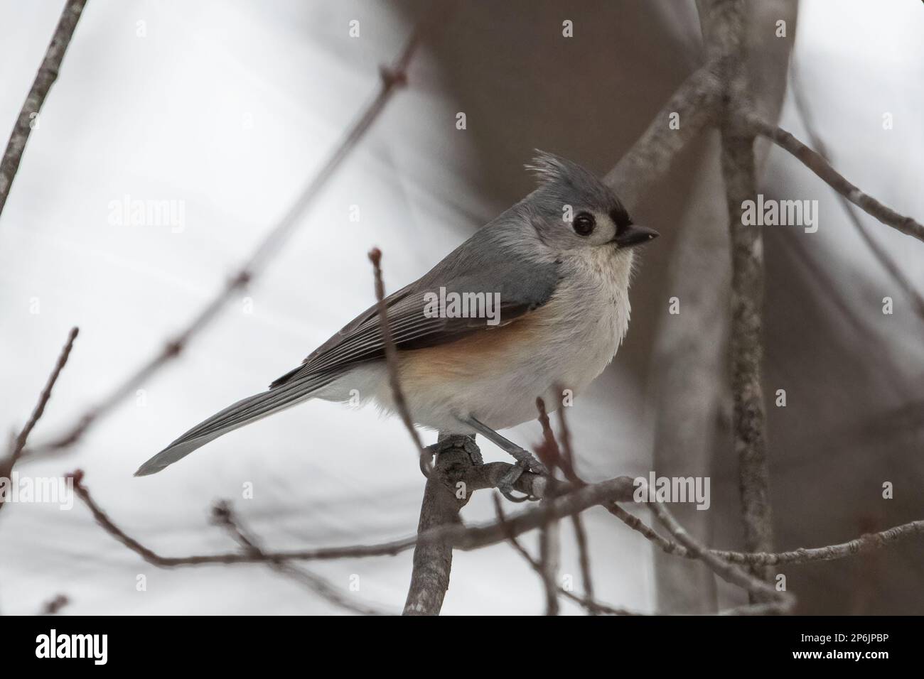 Tufted titmice on branch hi-res stock photography and images - Alamy