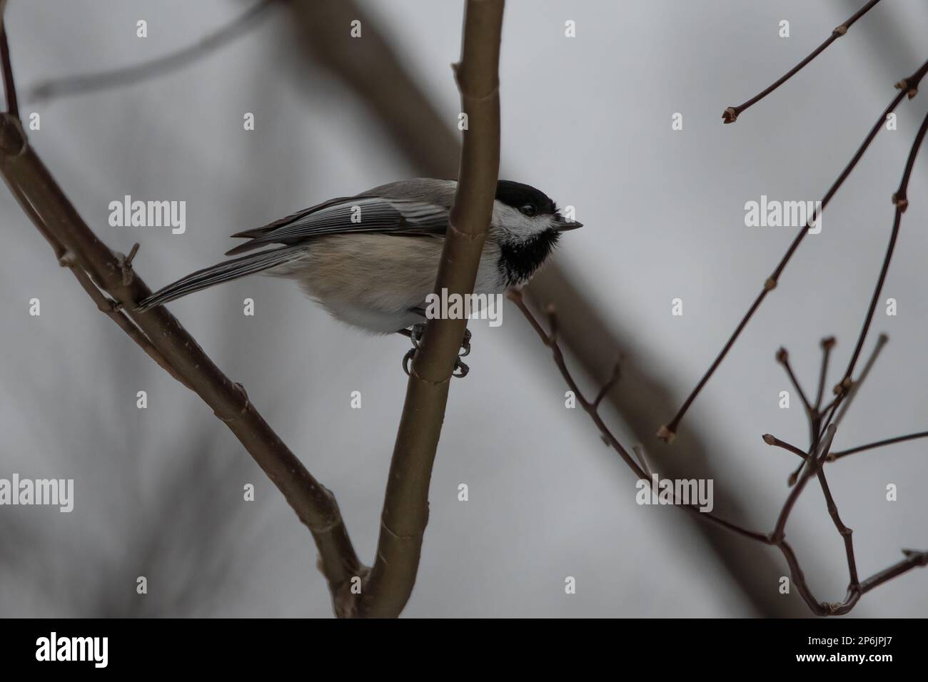 Black capped chickadee on tree branch hi-res stock photography and ...