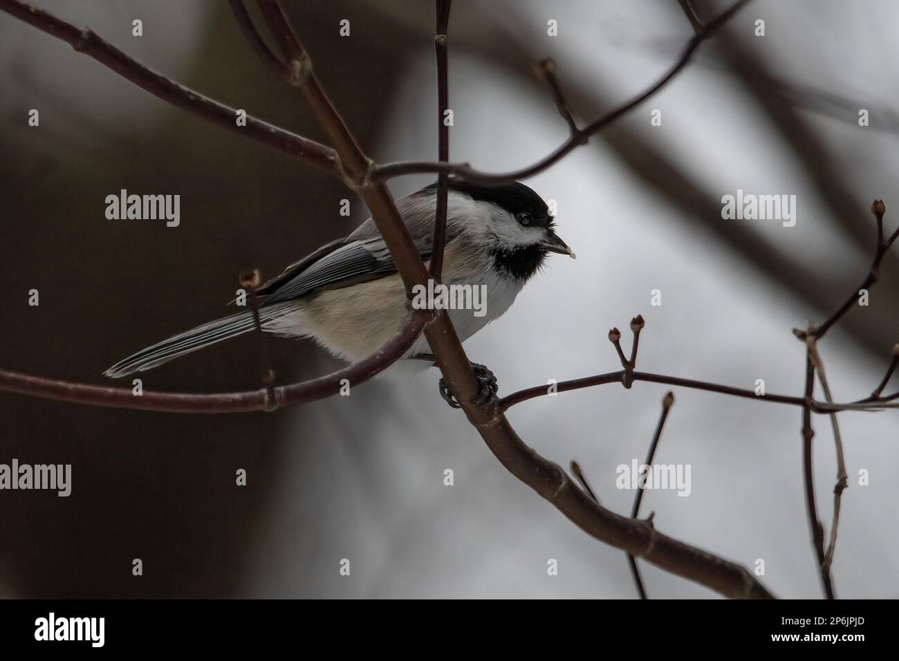 black capped chickadee on tree branch Stock Photo - Alamy