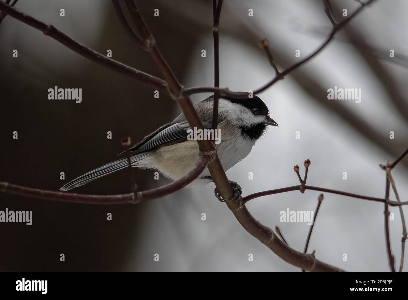 Black capped chickadee on tree branch hi-res stock photography and ...