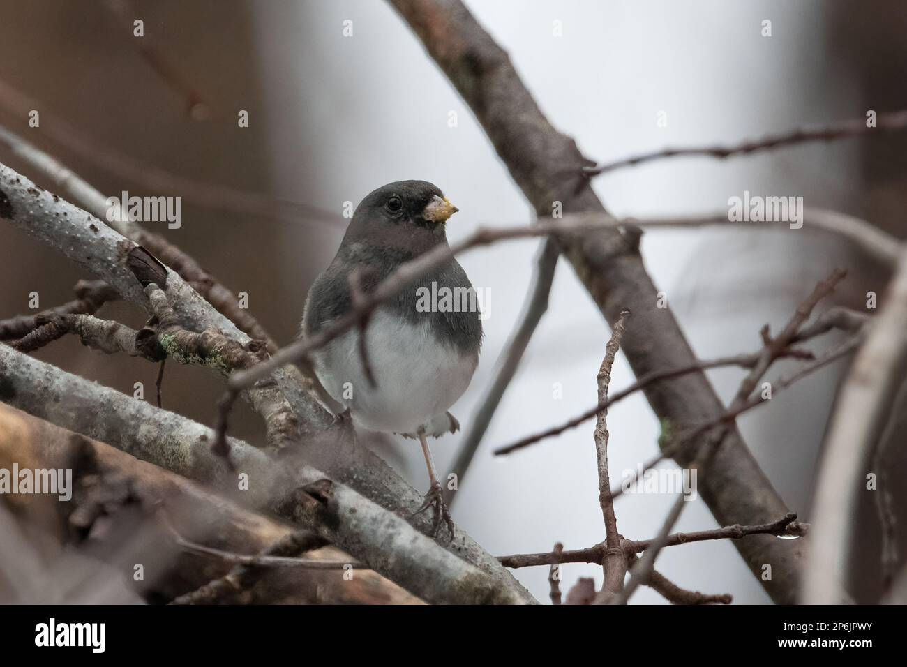 dark eyed junco on tree branch Stock Photo - Alamy