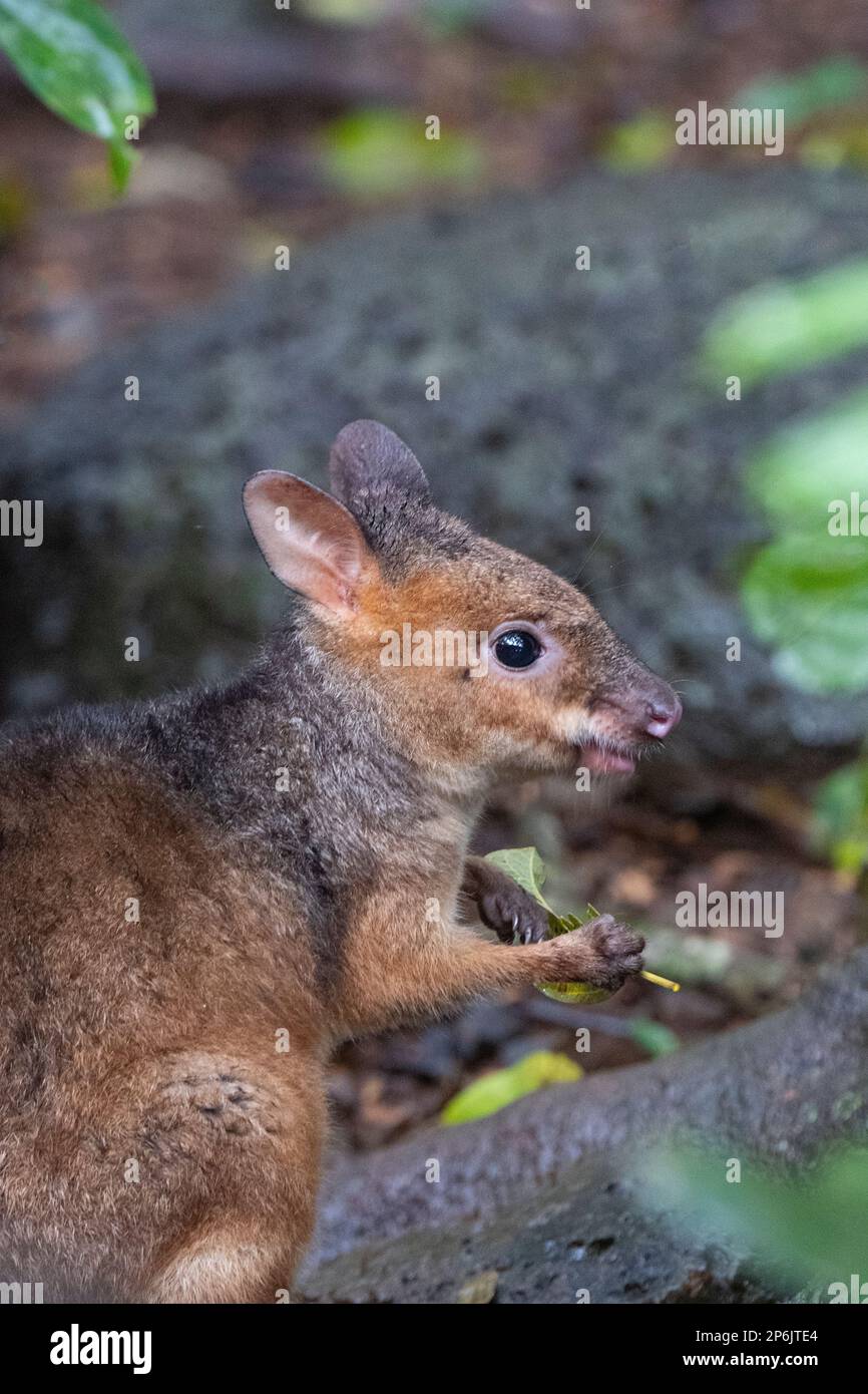 Red-legged Pademelon (Thylogale stigmatica) feeding on leaves in the ...