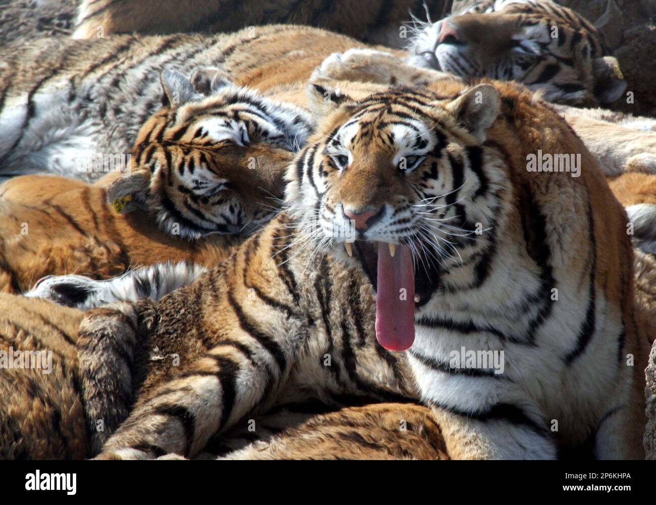 The manchurian tigers are enjoying the sunshine on the snow in Shenyang ...