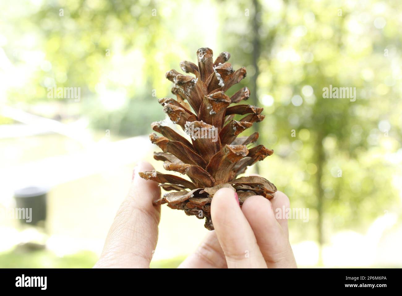 Bunga pohon pinus hi-res stock photography and images - Alamy