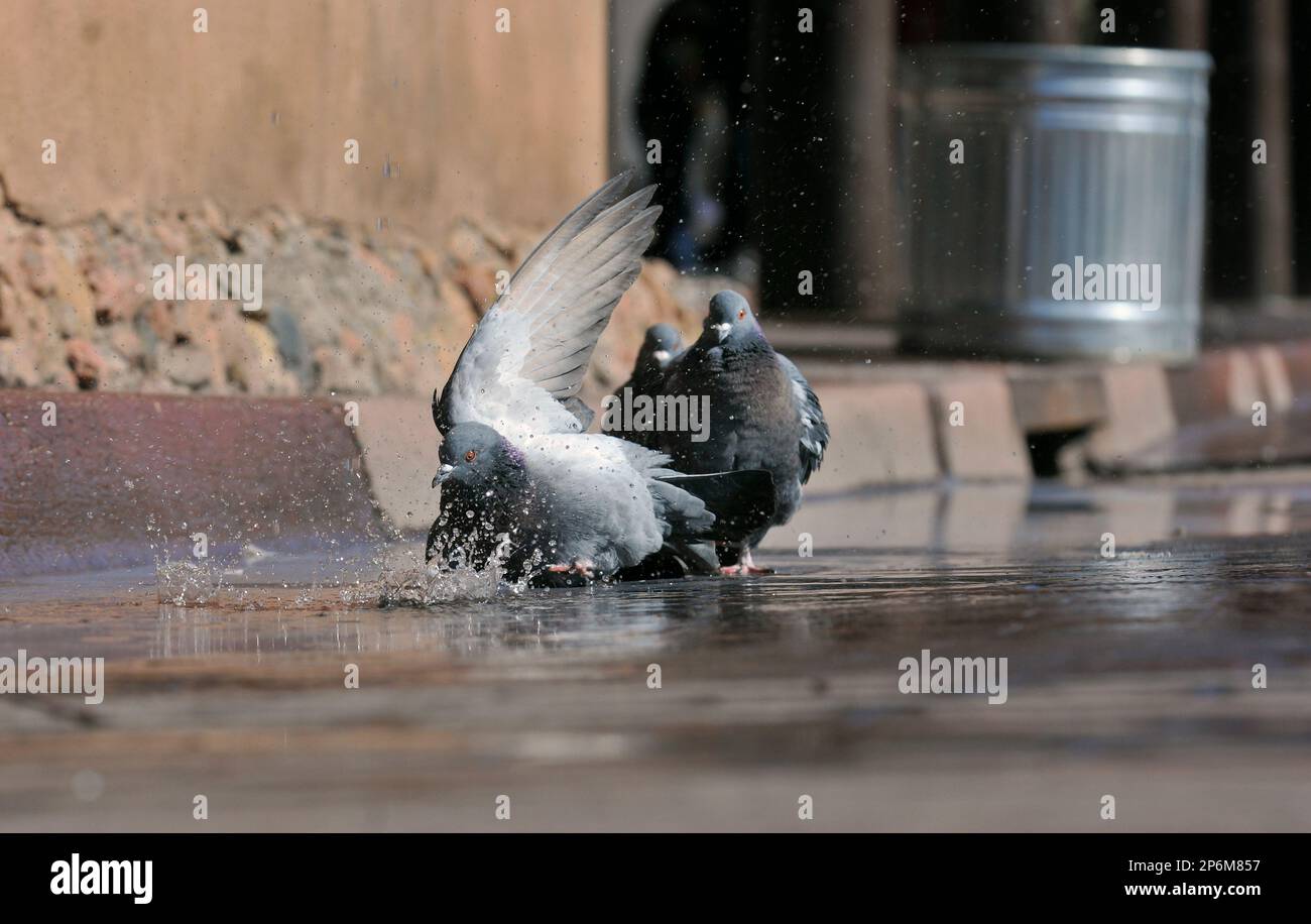 Pigeons take a bath in water dripping off the roof on the Palace of the ...