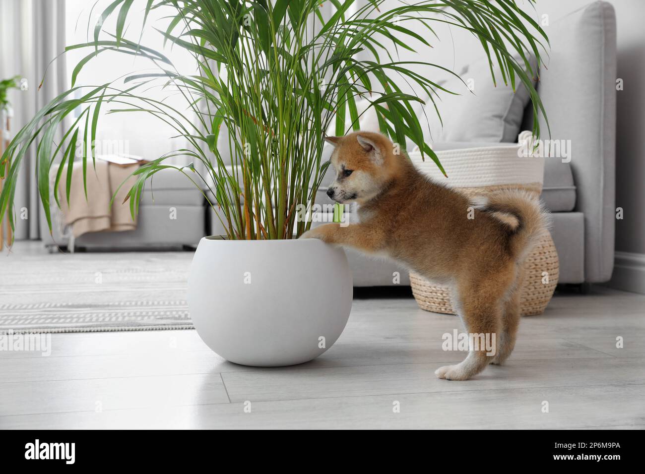Cute akita inu puppy playing with houseplant in pot indoors Stock Photo ...