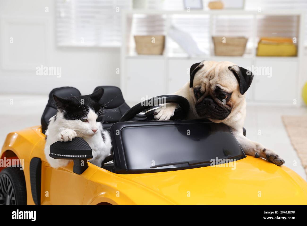 Dogs In Cars Pugs