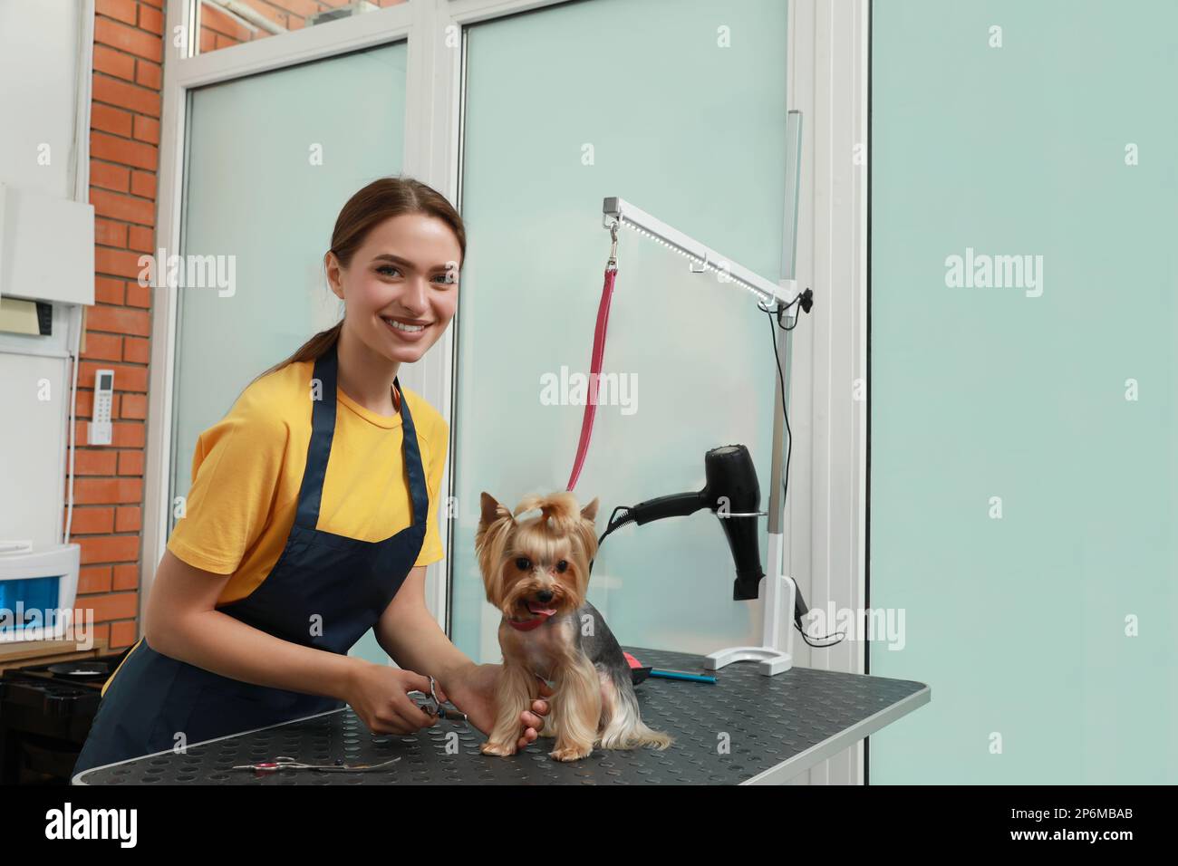 Professional groomer giving stylish haircut to cute dog in pet beauty ...