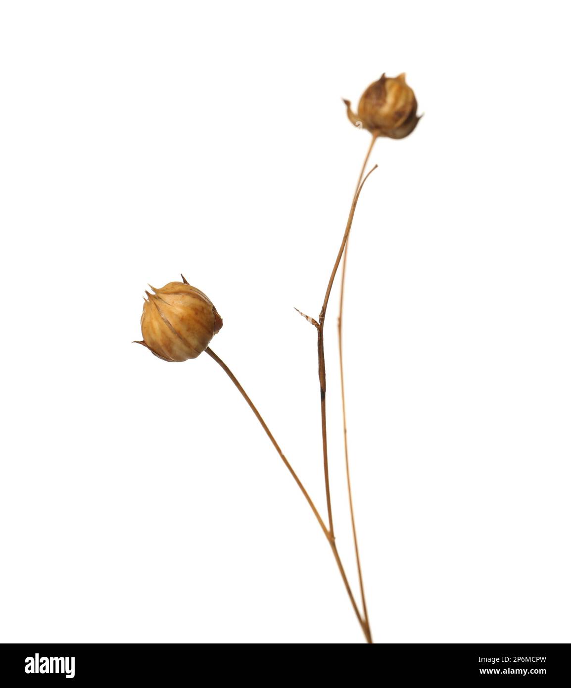 Beautiful dry flax plant isolated on white Stock Photo - Alamy