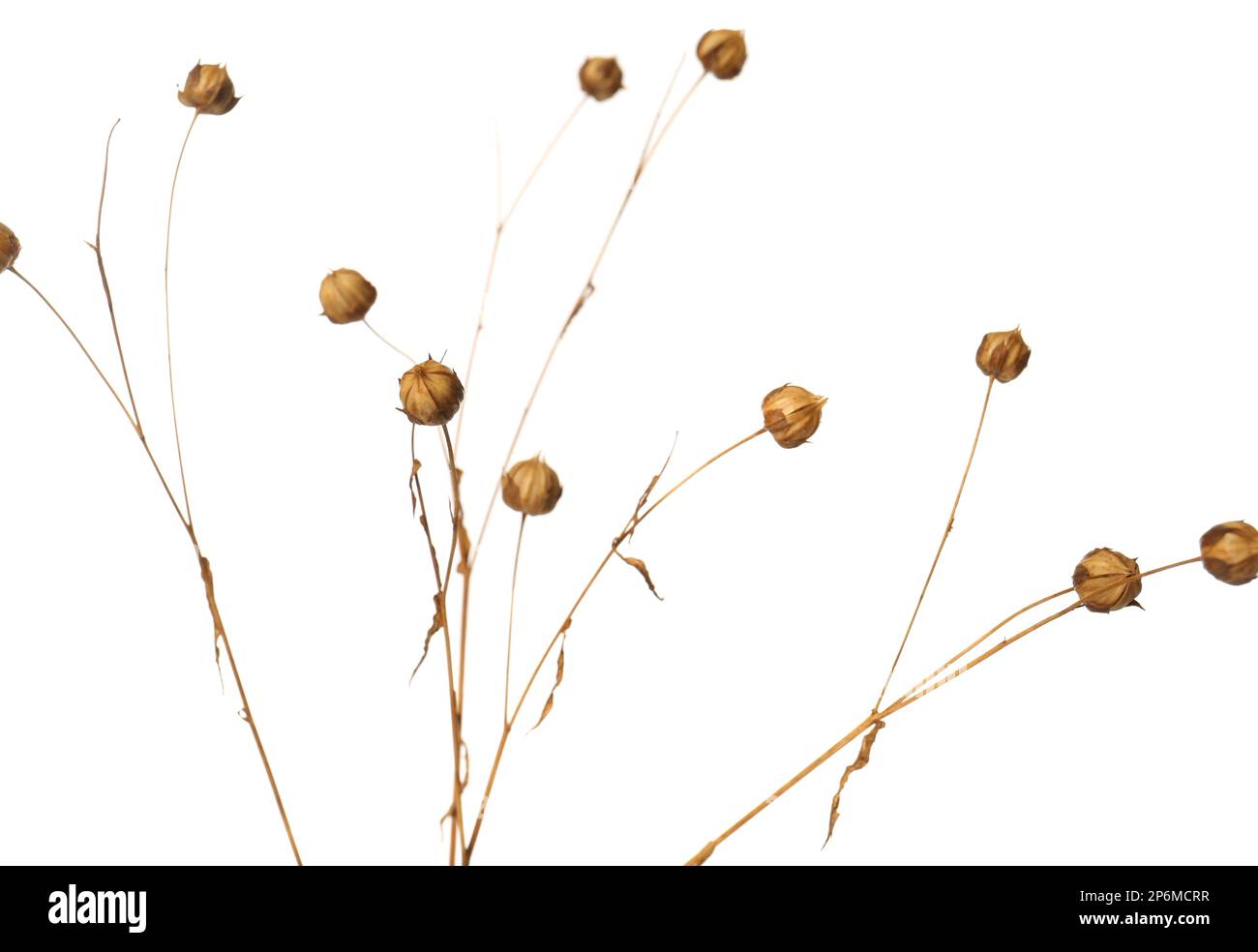 Flax plant Cut Out Stock Images & Pictures - Alamy